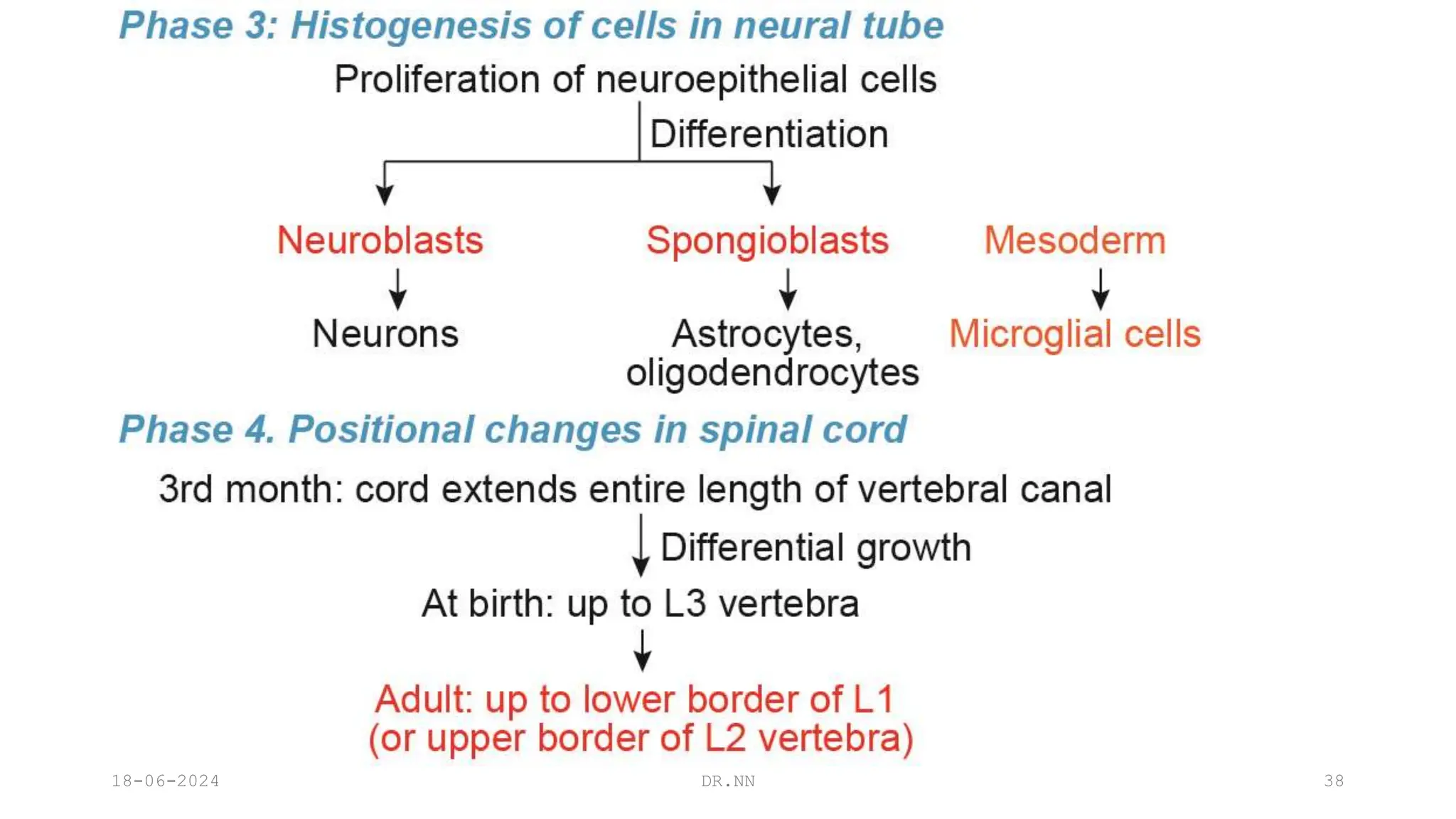 DEVELOPMENT OF NEURAL TUBE & SPINAL CORD.pptx