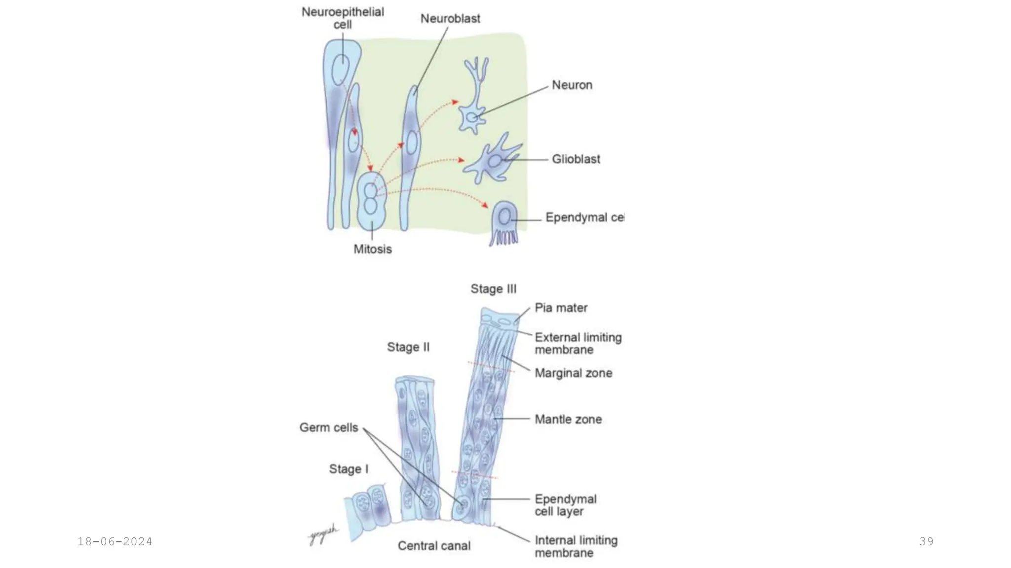 DEVELOPMENT OF NEURAL TUBE & SPINAL CORD.pptx