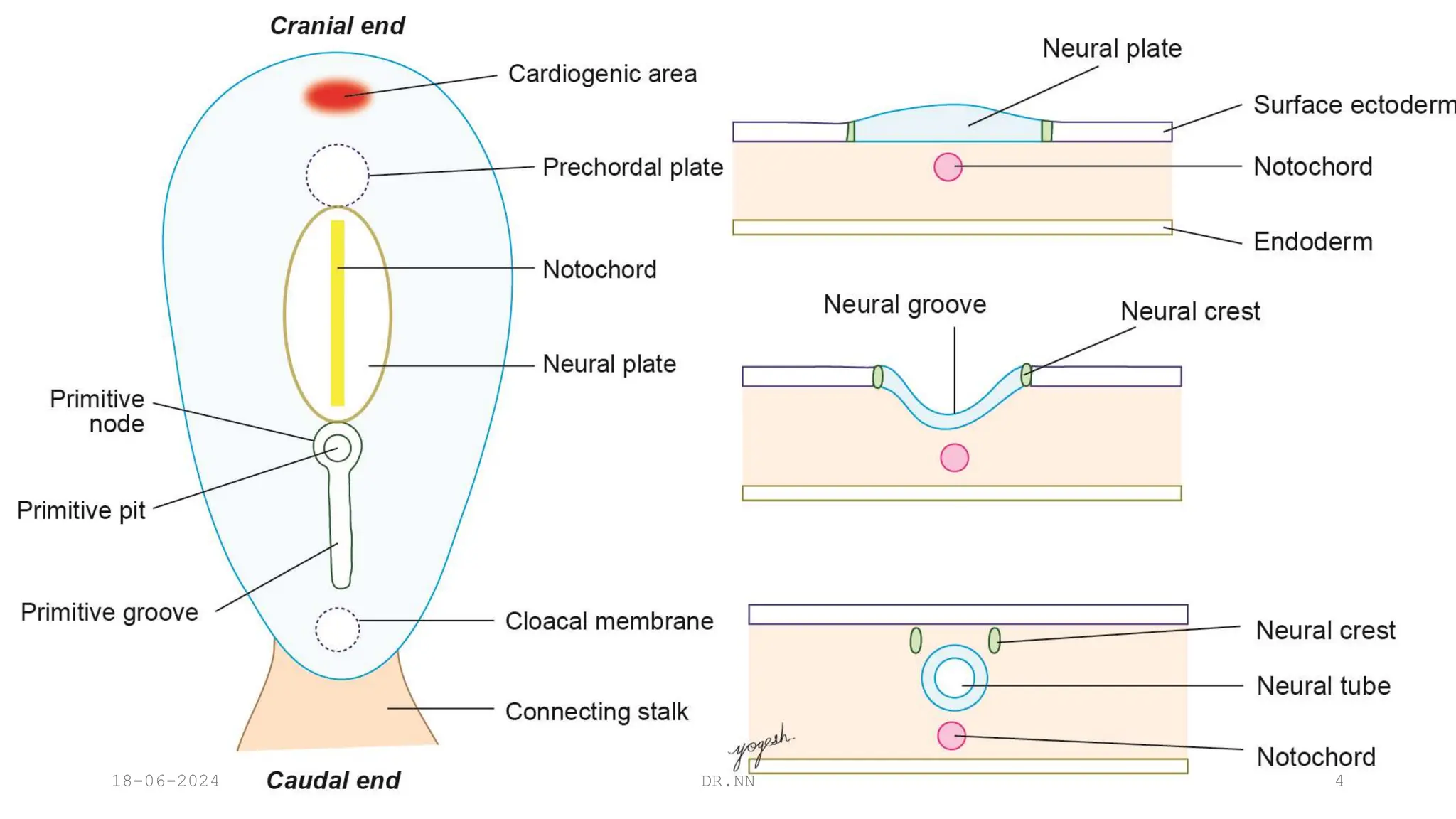 DEVELOPMENT OF NEURAL TUBE & SPINAL CORD.pptx