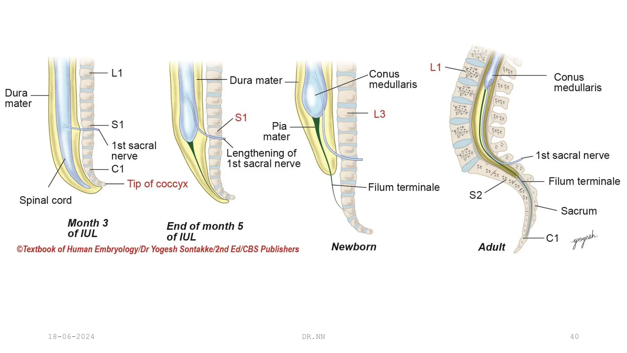 DEVELOPMENT OF NEURAL TUBE & SPINAL CORD.pptx