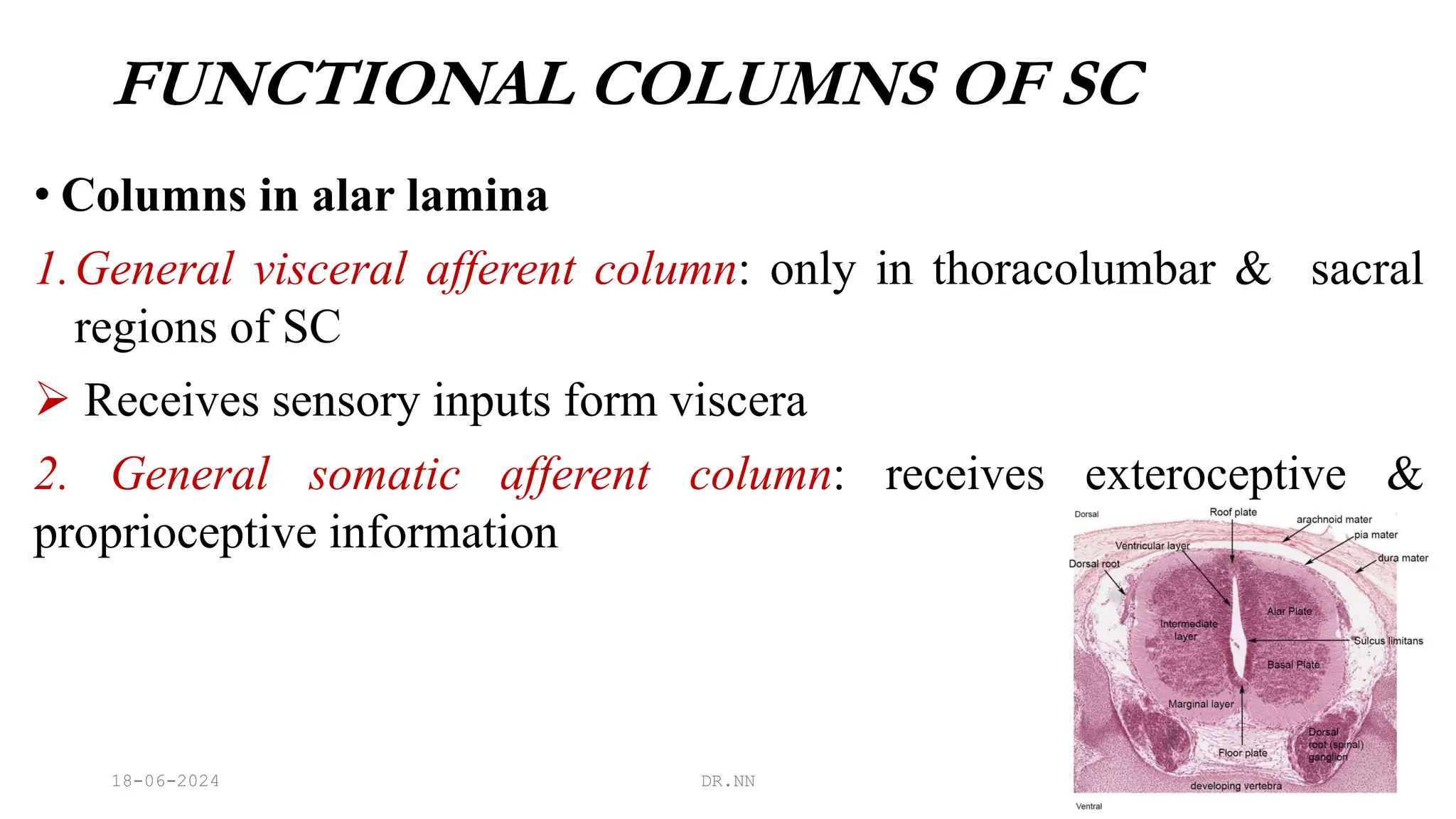 DEVELOPMENT OF NEURAL TUBE & SPINAL CORD.pptx
