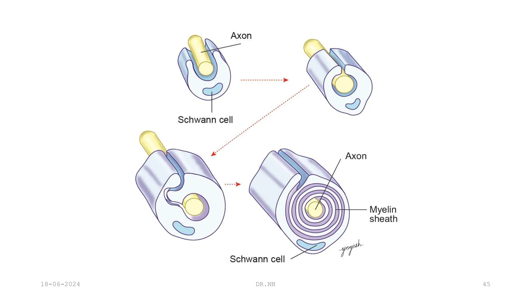 DEVELOPMENT OF NEURAL TUBE & SPINAL CORD.pptx