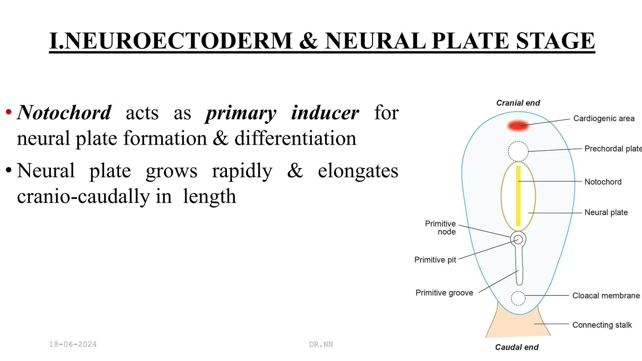 DEVELOPMENT OF NEURAL TUBE & SPINAL CORD.pptx