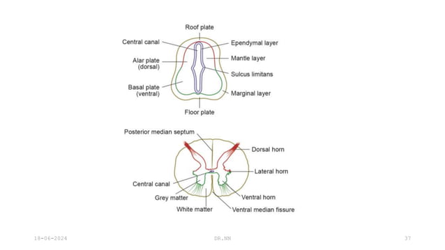 DEVELOPMENT OF NEURAL TUBE & SPINAL CORD.pptx