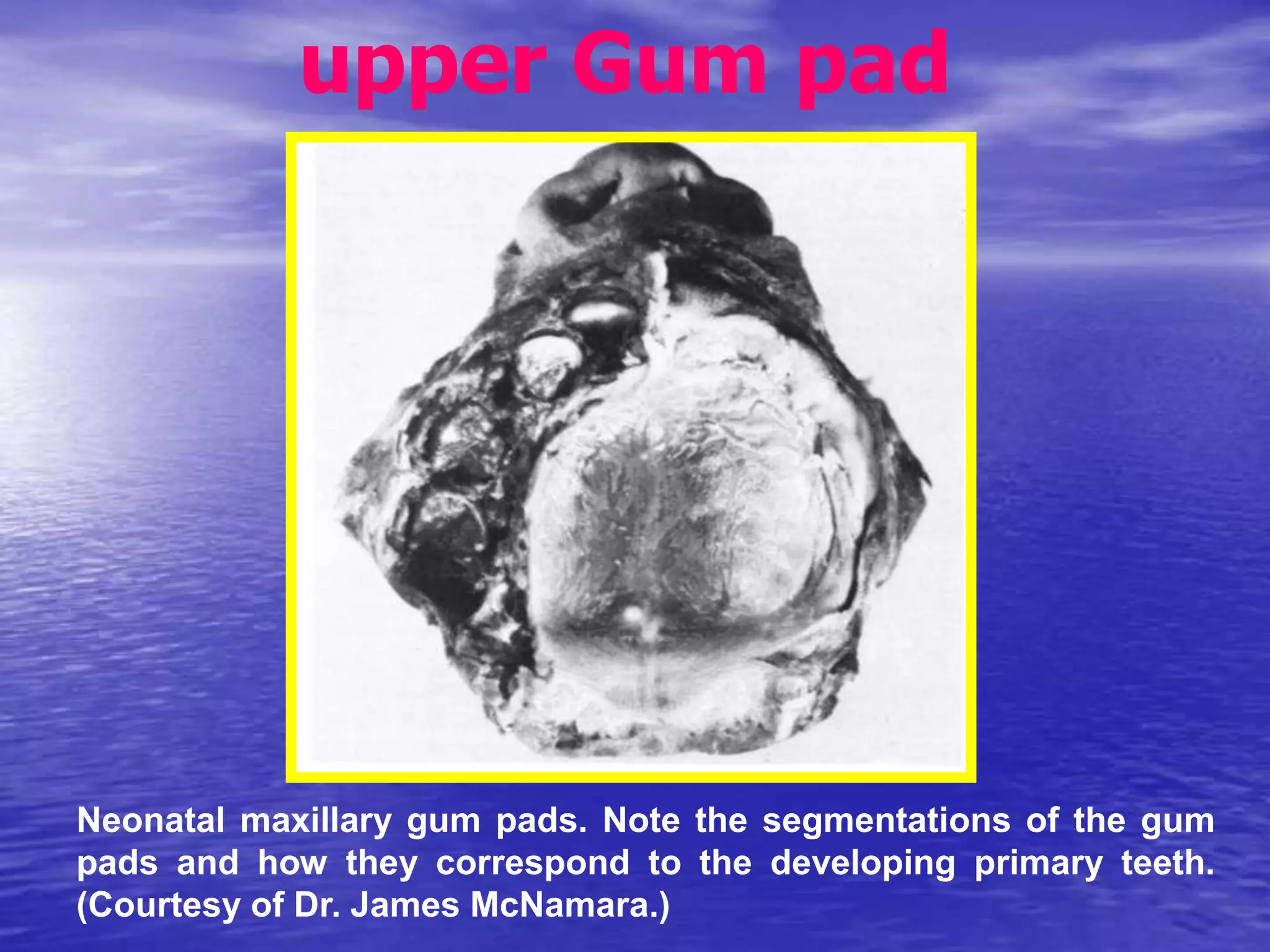 Development of normal dentition and occlusion | PPT