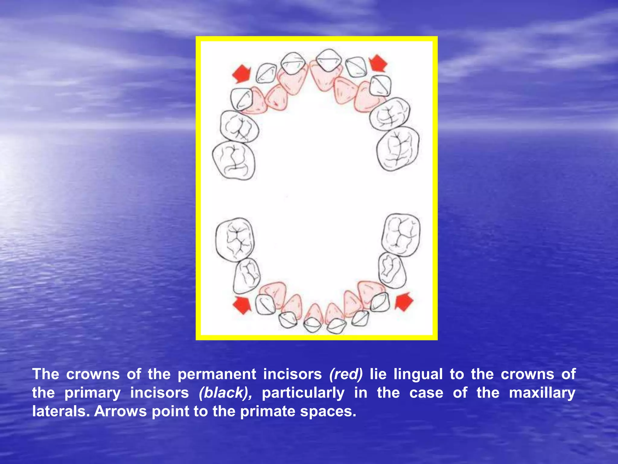 Development of normal dentition and occlusion | PPT
