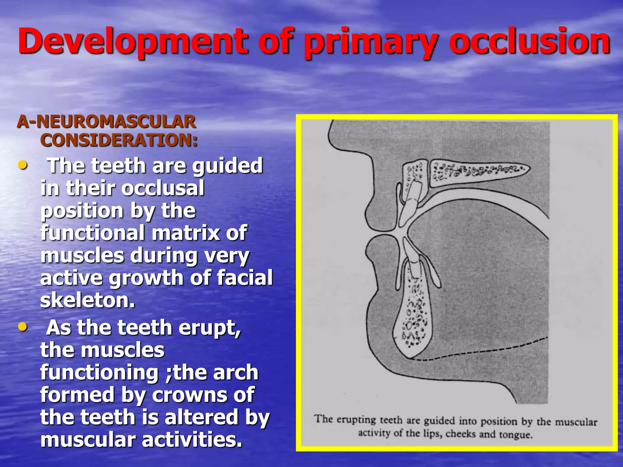 Development of normal dentition and occlusion | PPT