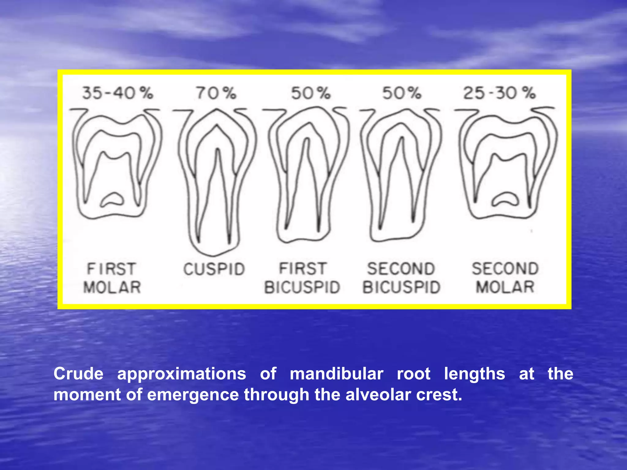 Development of normal dentition and occlusion | PPT