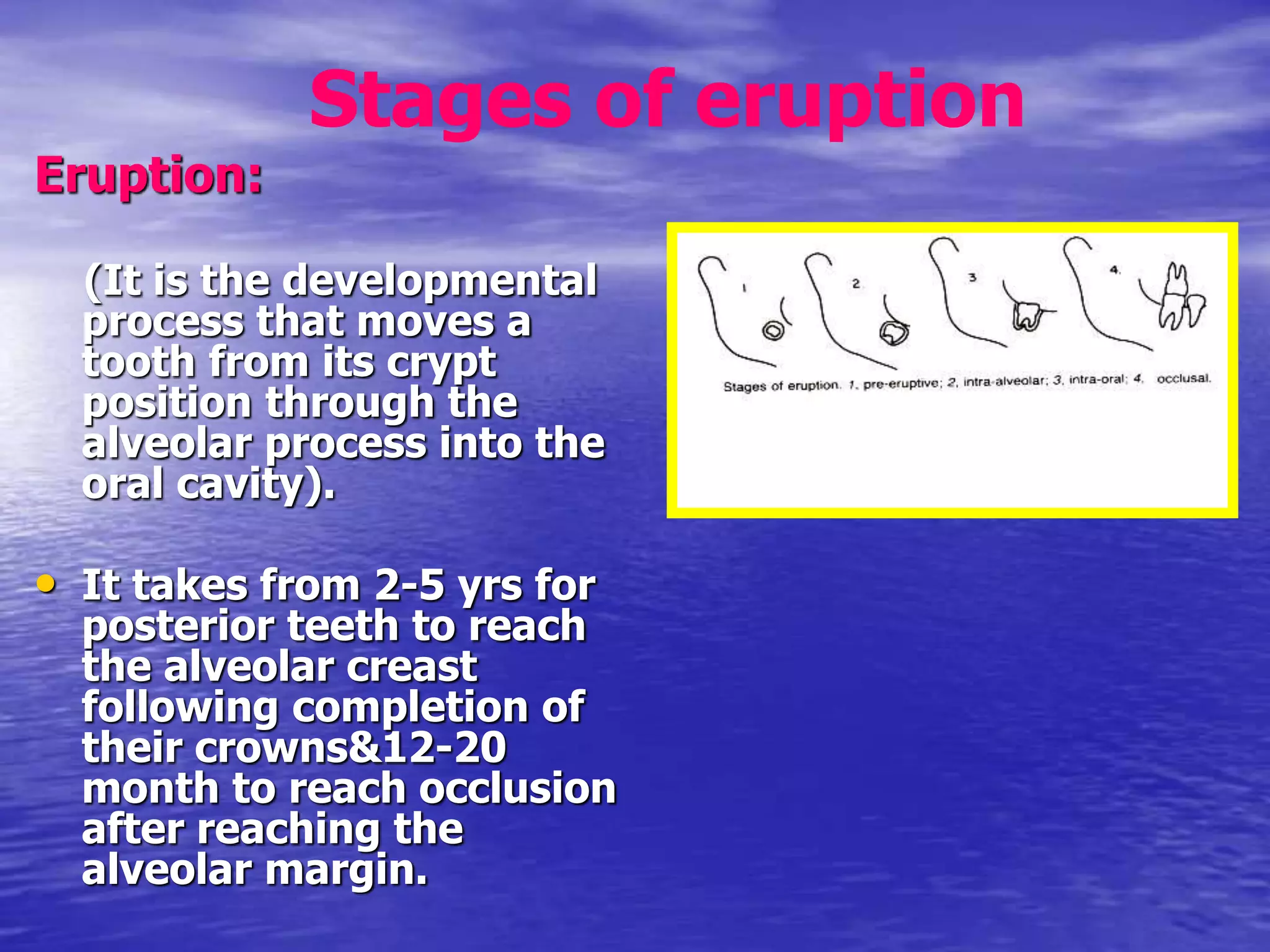Development of normal dentition and occlusion | PPT