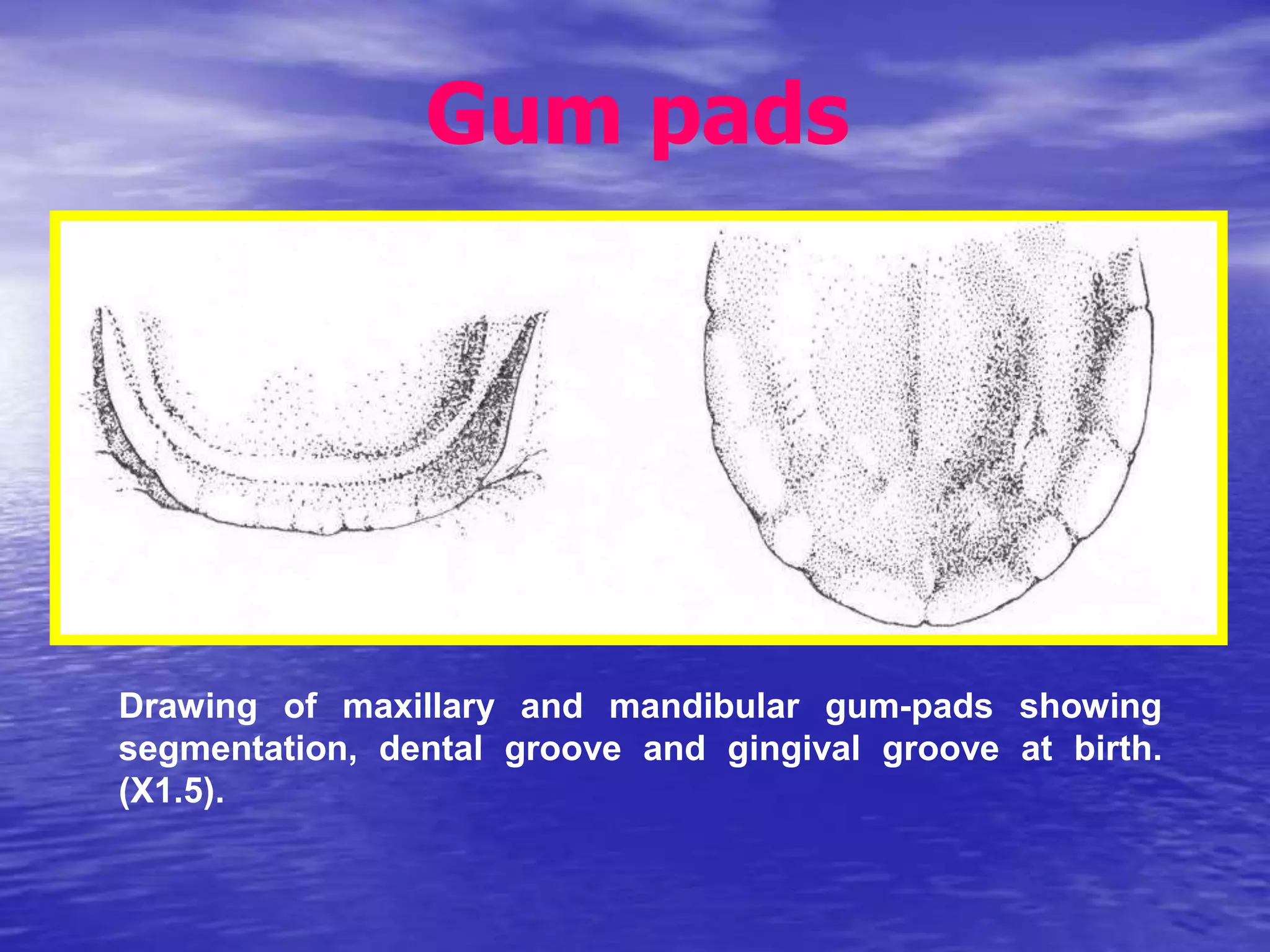Development of normal dentition and occlusion | PPT