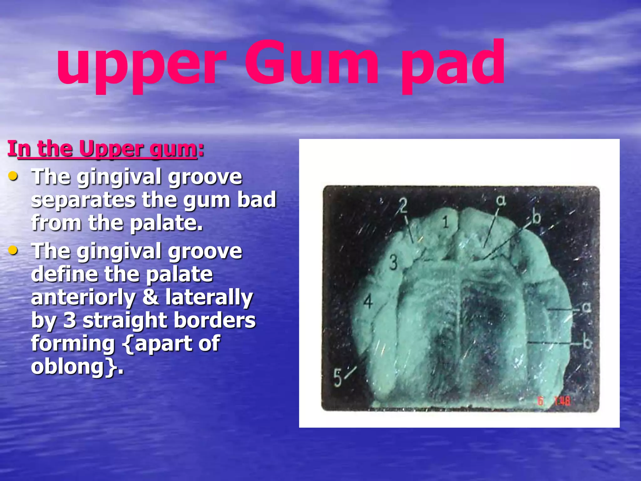 Development of normal dentition and occlusion | PPT