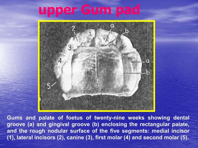 Development of normal dentition and occlusion | PPT