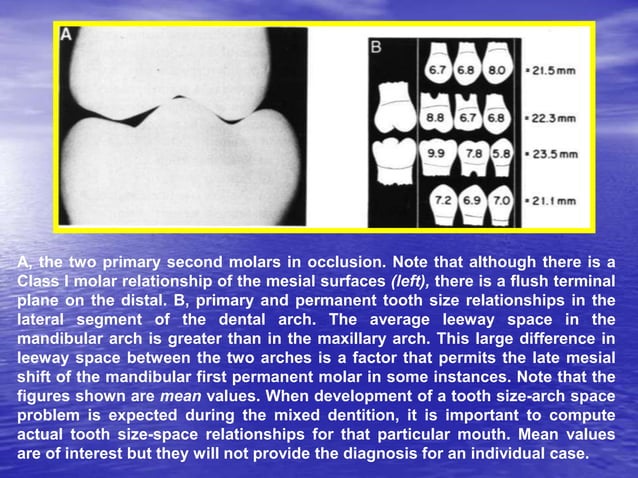 Development of normal dentition and occlusion | PPT