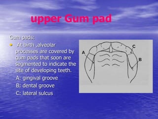 Development of normal dentition and occlusion | PPT