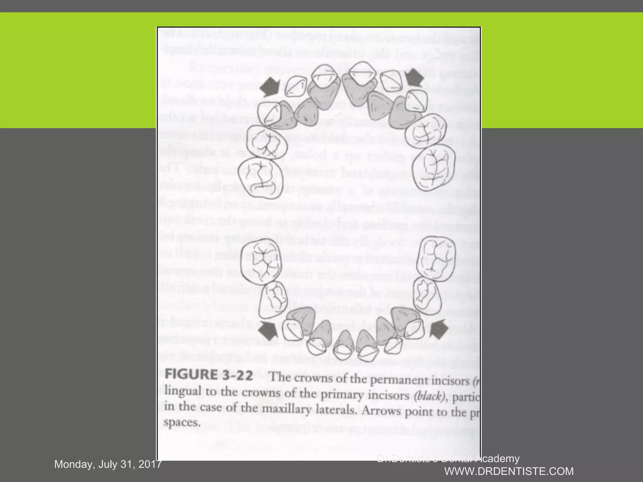 DEVELOPMENT OF NORMAL OCCLUSION | PPT