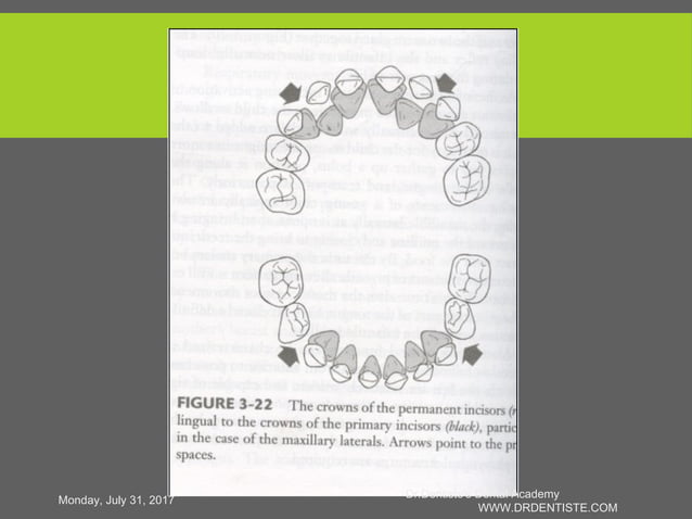 DEVELOPMENT OF NORMAL OCCLUSION | PPT