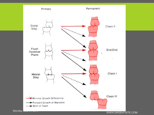 DEVELOPMENT OF NORMAL OCCLUSION | PPT