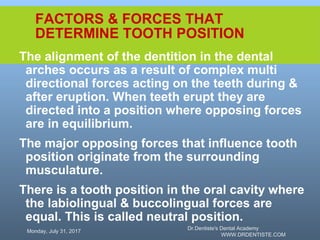 DEVELOPMENT OF NORMAL OCCLUSION | PPT