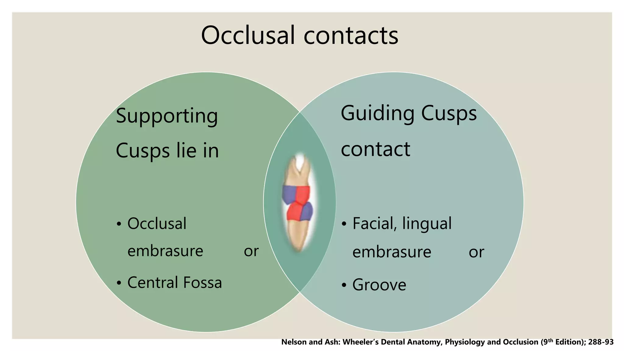 Development of normal occlusion | PPTX