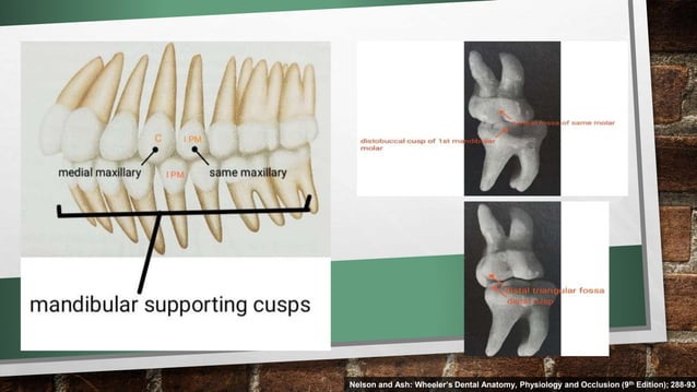 Development of normal occlusion | PPTX