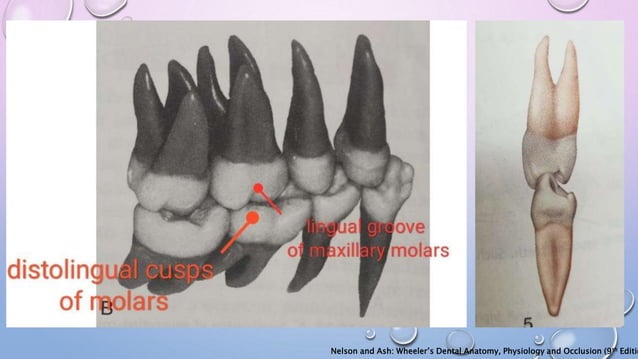 Development of normal occlusion | PPTX