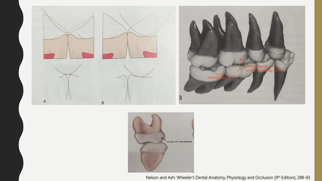 Development of normal occlusion | PPTX
