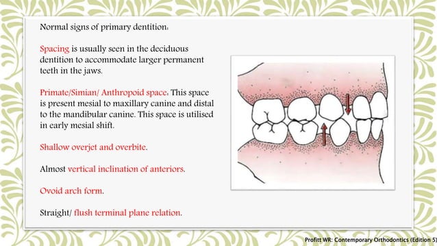 Development of normal occlusion | PPTX