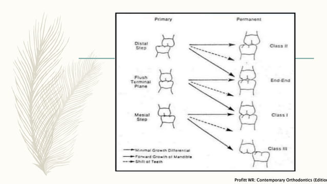 Development of normal occlusion | PPTX