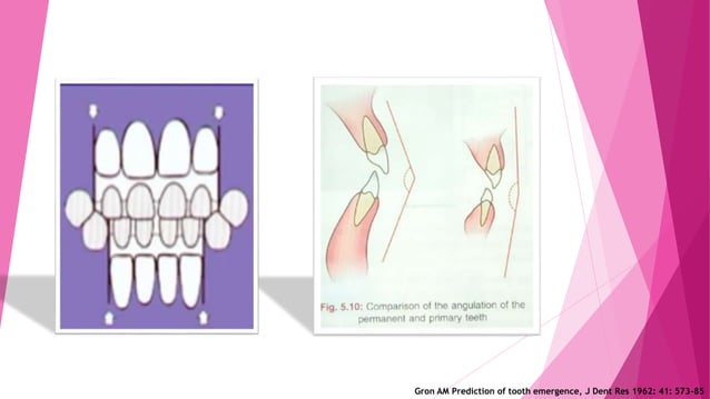 Development of normal occlusion | PPTX
