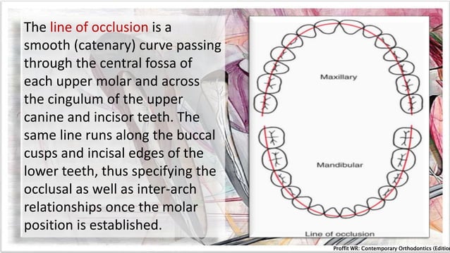 Development of normal occlusion | PPTX