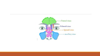 DEVELOPMENT OF NOSE, PARANASAL SINUS, p (1).pptx