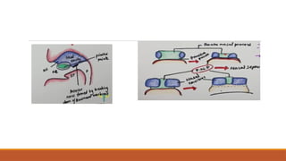 DEVELOPMENT OF NOSE, PARANASAL SINUS, p (1).pptx