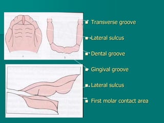 DEVELOPMENT OF OCCLUSION-1.ppt