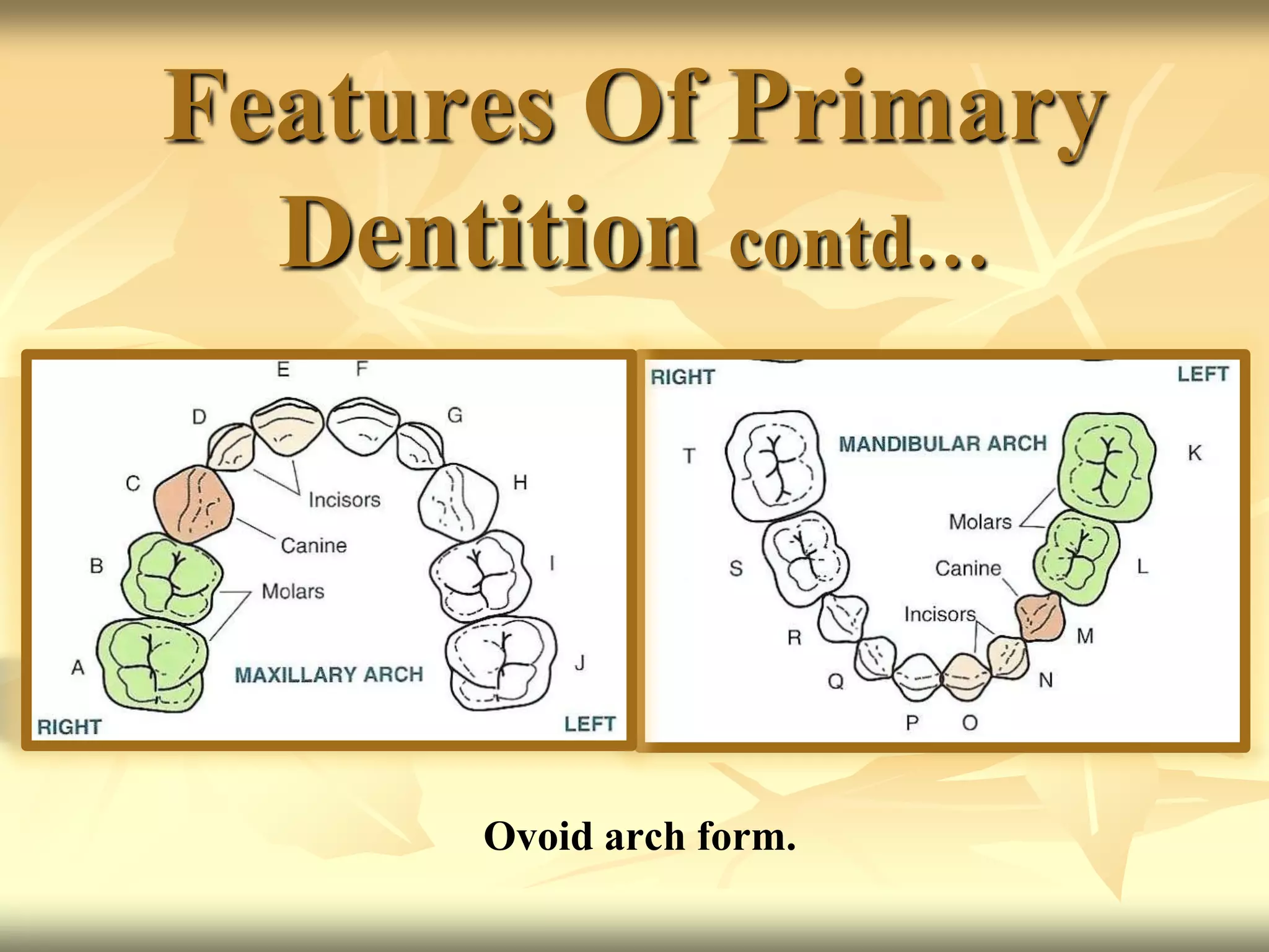 Development of occlusion. | PPTX