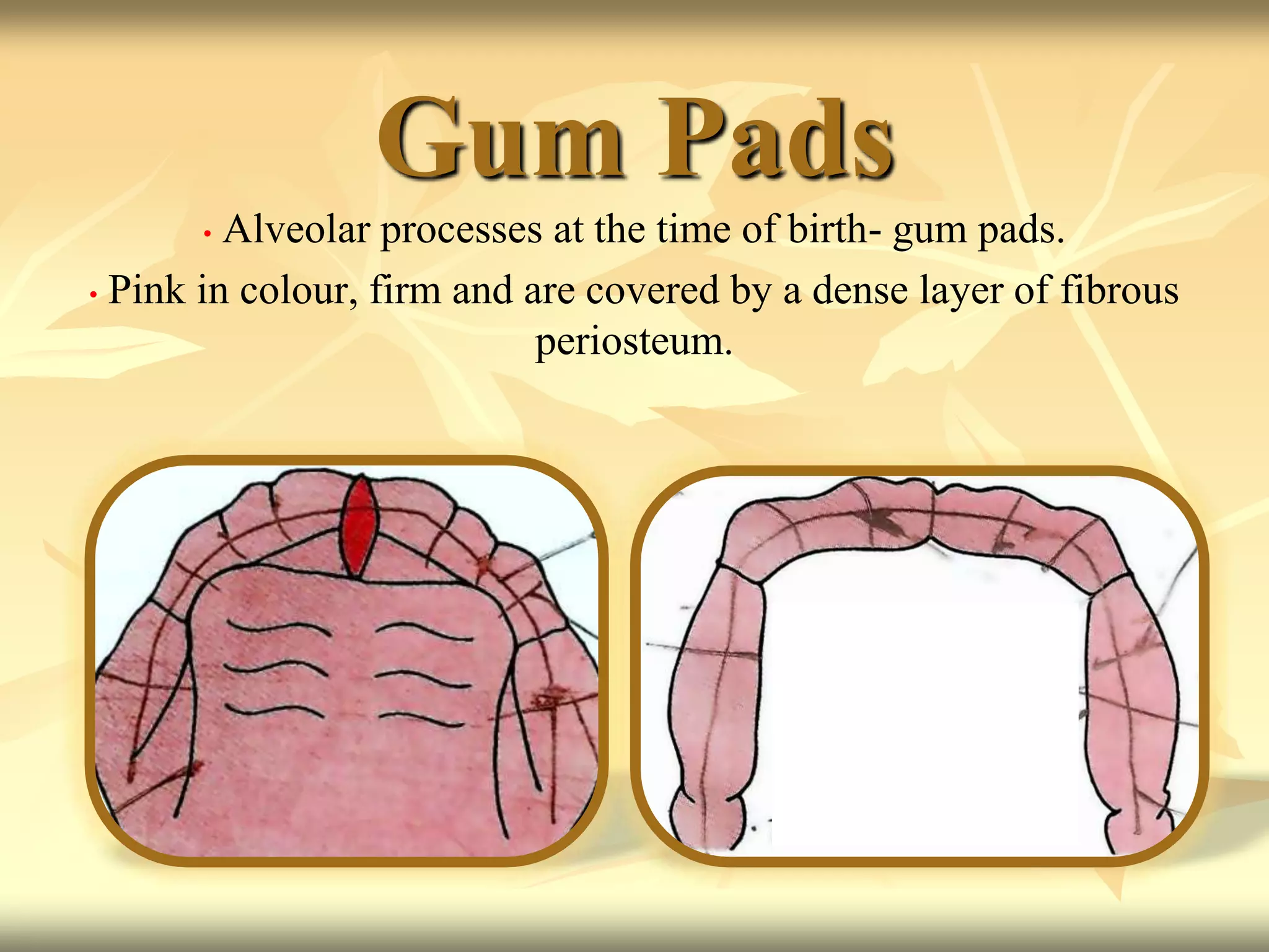 Development of occlusion. | PPTX