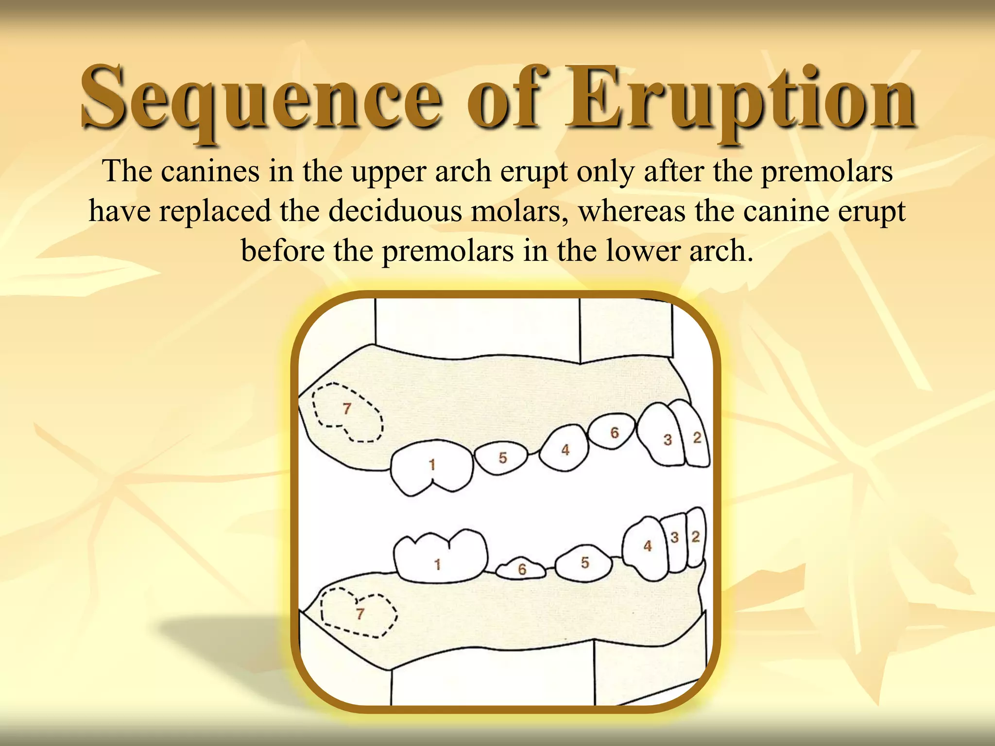 Development of occlusion. | PPTX