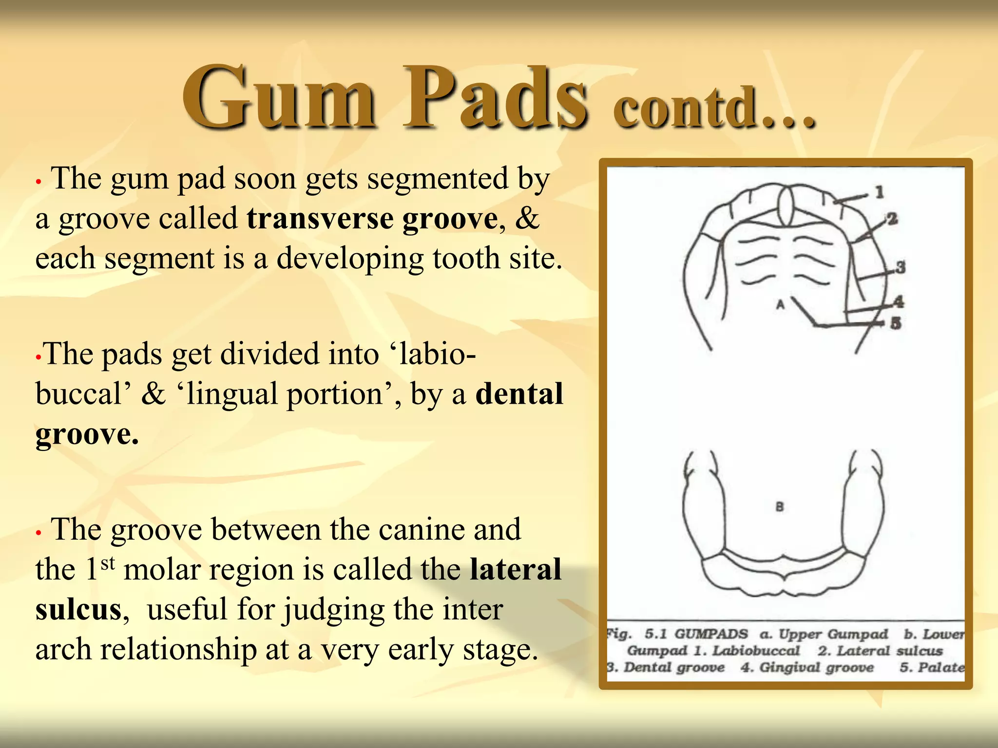 Development of occlusion. | PPTX