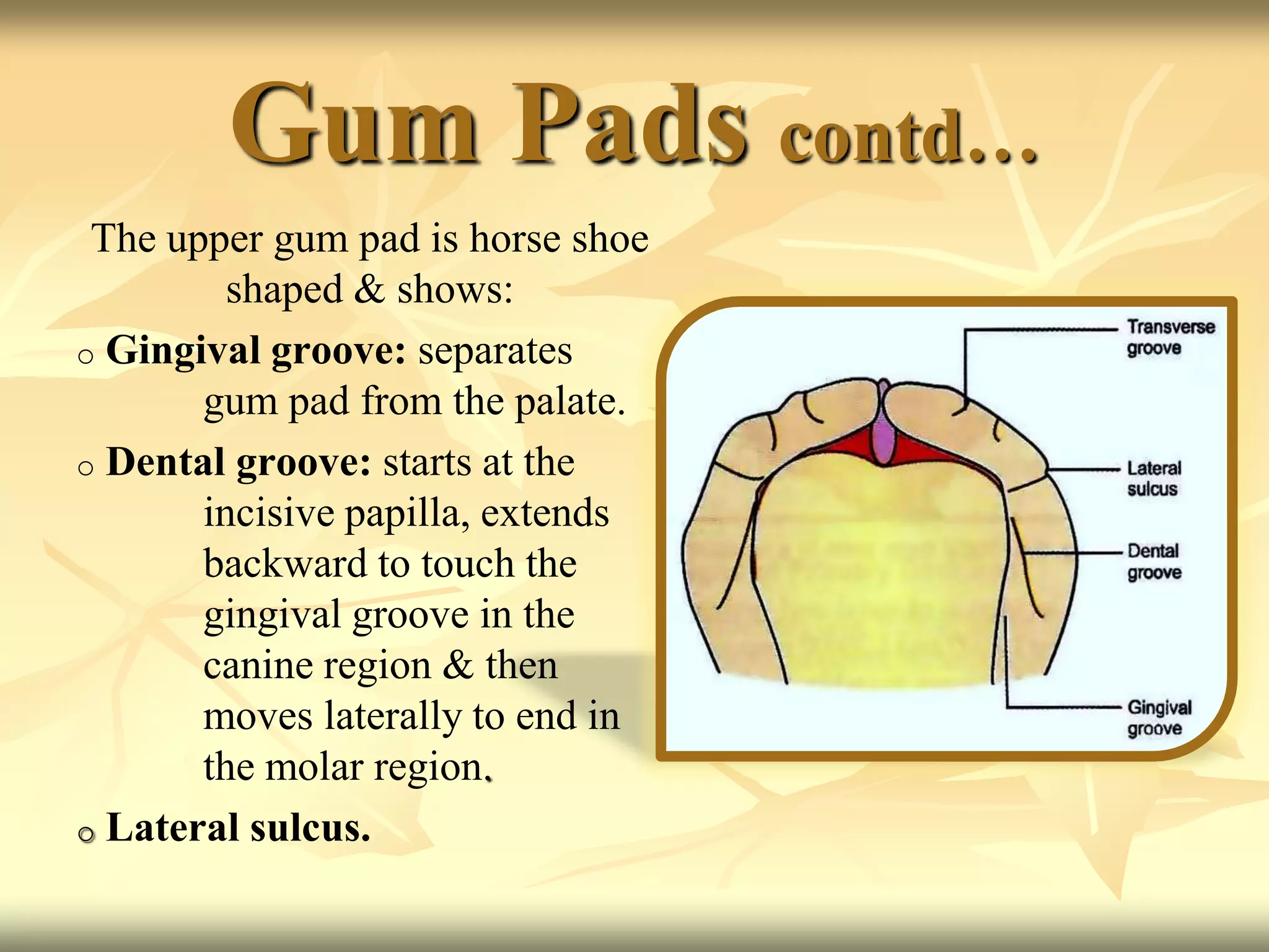 Development of occlusion. | PPTX
