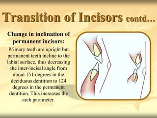 Development of occlusion. | PPTX