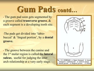 Development of occlusion. | PPTX