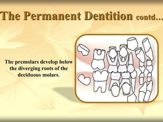 Development of occlusion. | PPTX