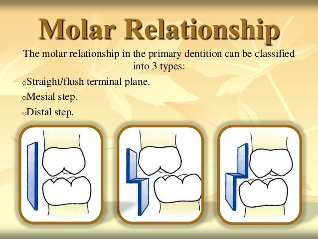 Development of occlusion.
