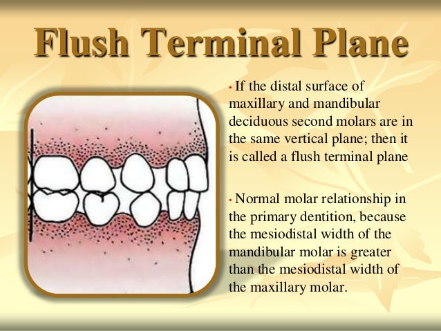 Development of occlusion.