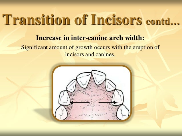 Development of occlusion.