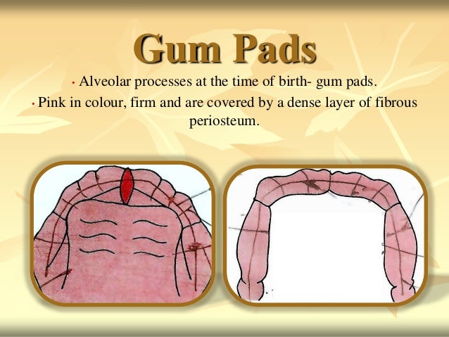 Development of occlusion.