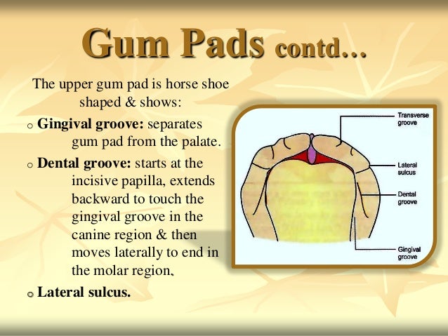 Development of occlusion.