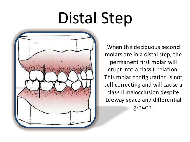 Development of occlusion