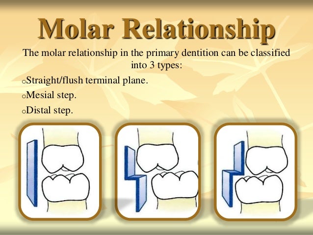 Development of occlusion.