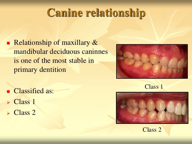 Development of occlusion.