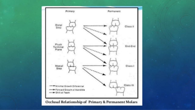 Development of occlusion